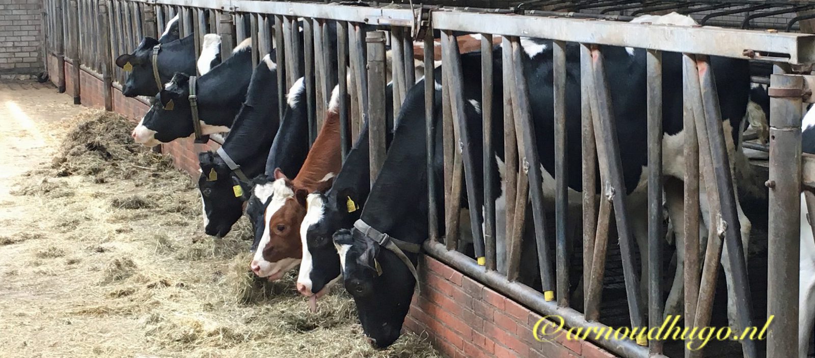 De boer als held met kanttekeningen - Arnoud Hugo